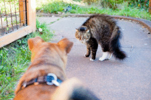 Why Are Dogs Scared of Cats? Understanding the Fear